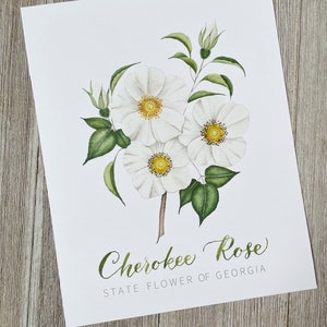 Georgia State Flower Print Cherokee Rose Watercolor Painting and ...