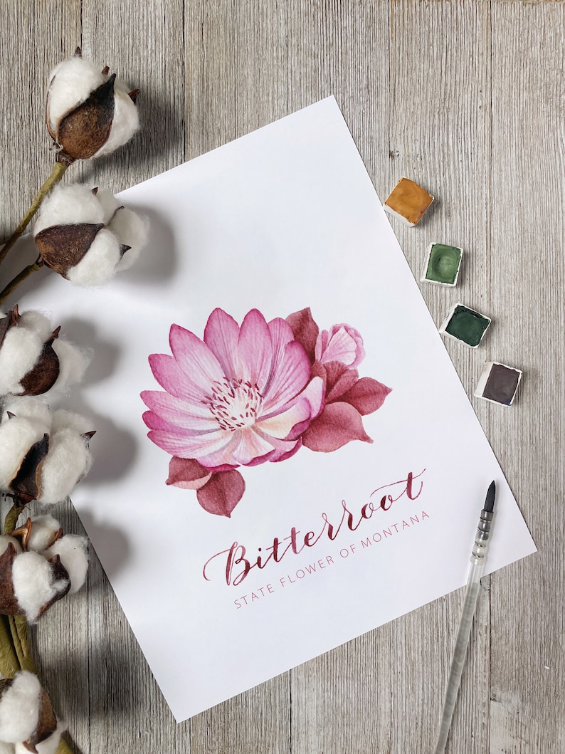 Montana State Flower and Shape Bitterroot Fine Art Watercolor Print - Etsy