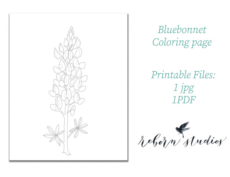 Bluebonnet Coloring Page Printable File Texas State Flower Design - Etsy