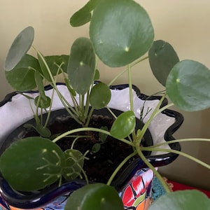 Chinese Money Tree - Etsy