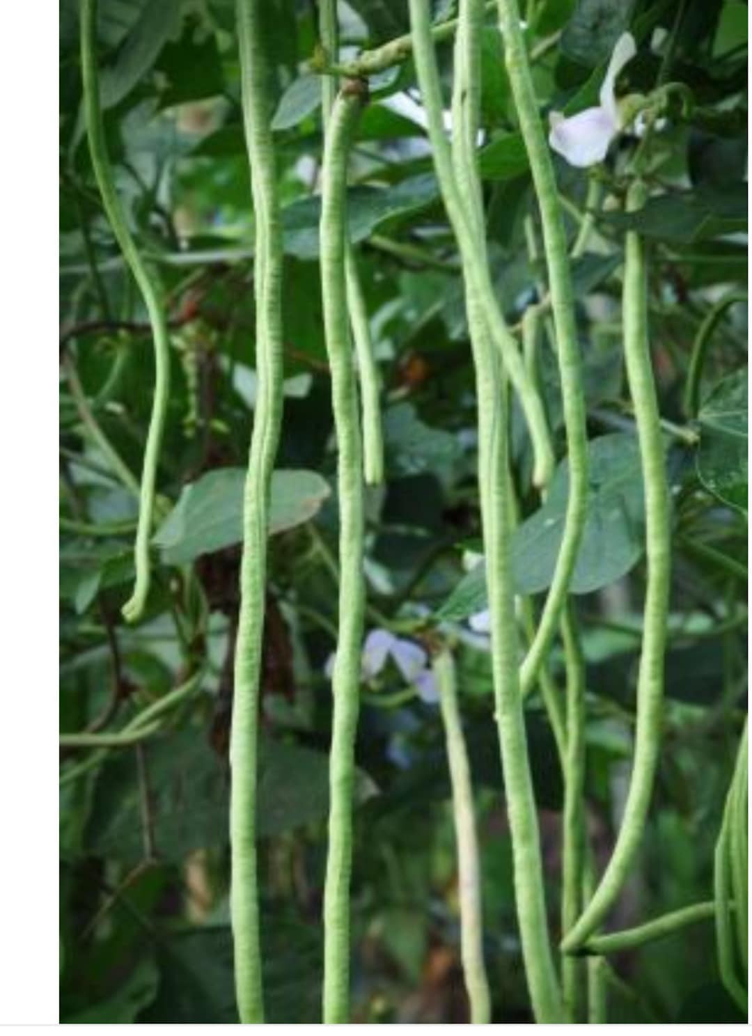 String Beans Seeds - Etsy