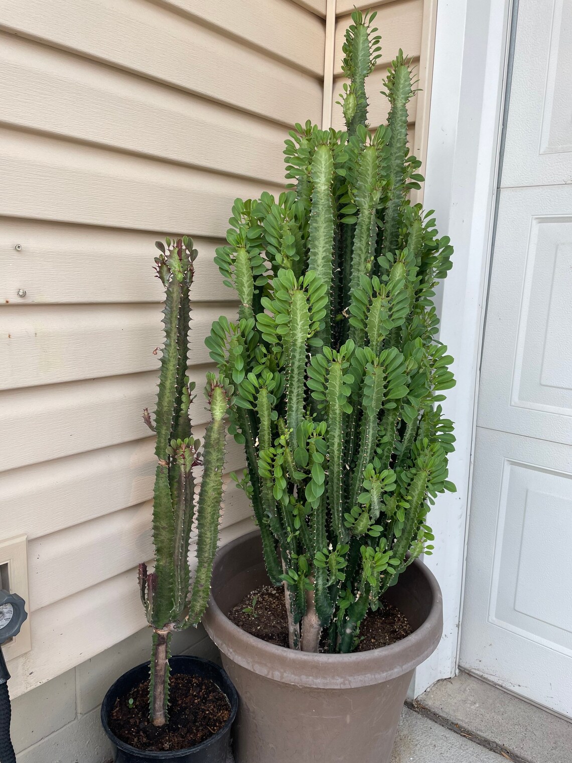 African Milk Tree - Etsy