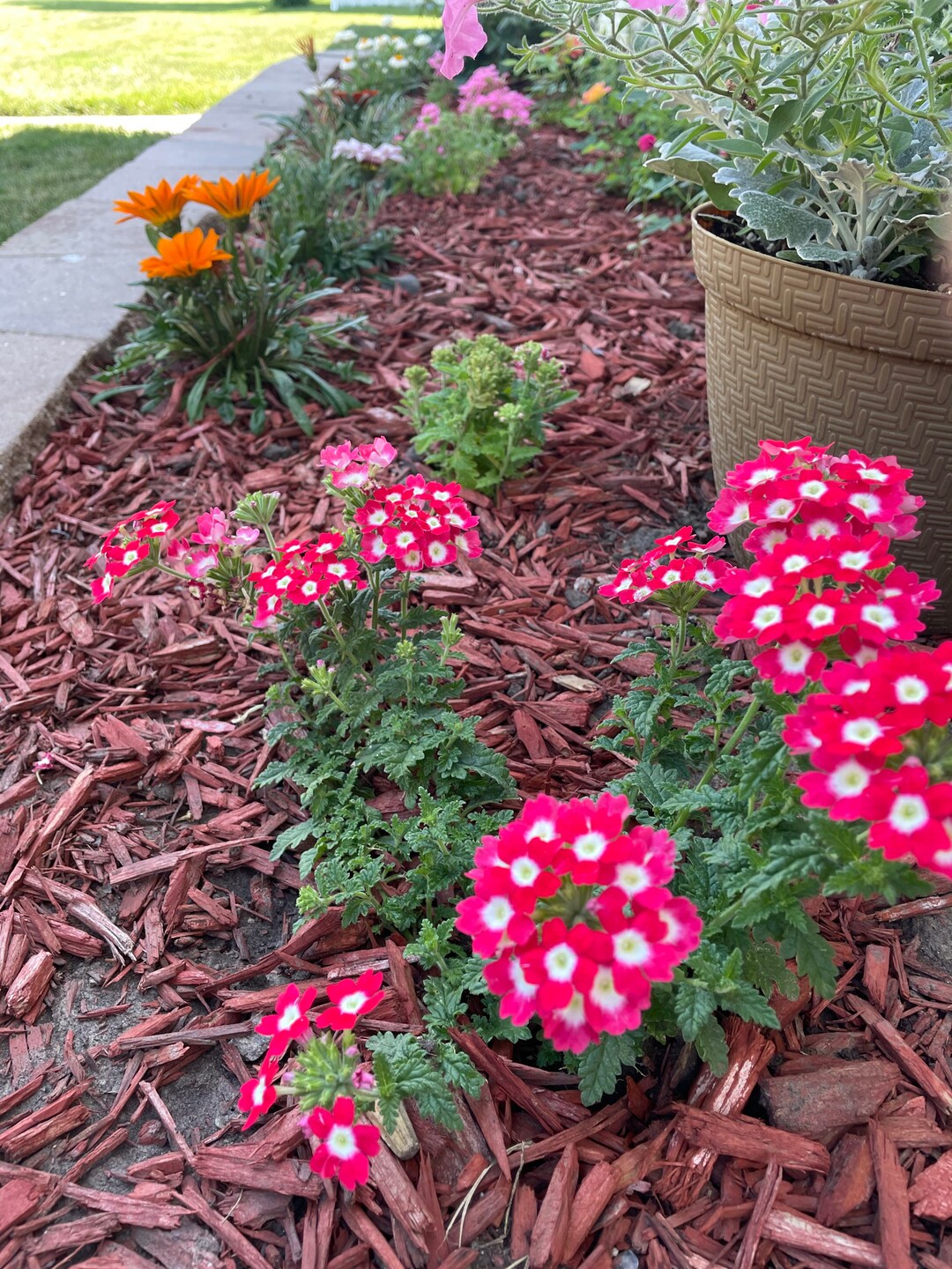 Mixed Verbena Seeds - Etsy