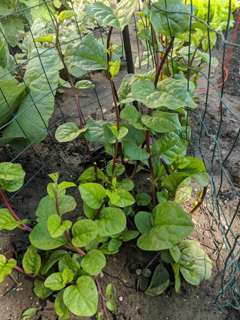 Purple Malabar Spinach - Etsy