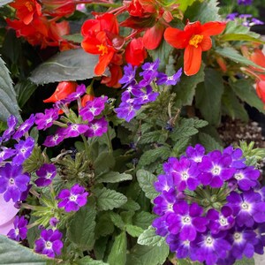 Mixed Verbena Seeds - Etsy