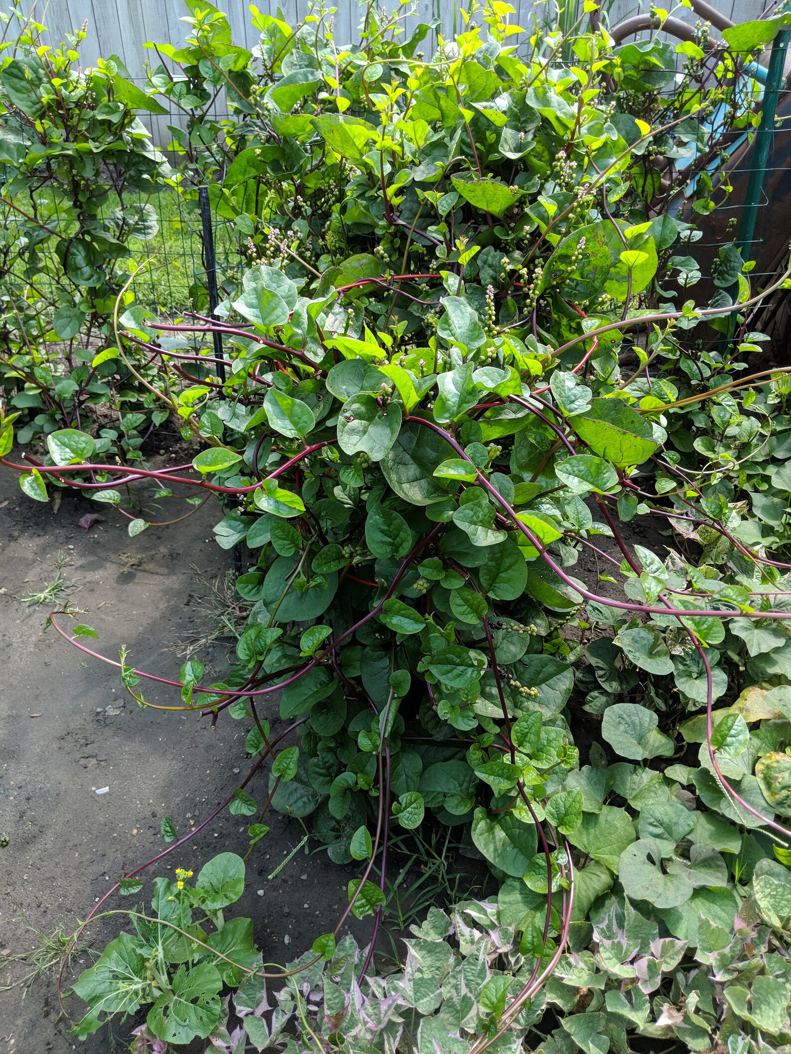 Purple Malabar Spinach - Etsy