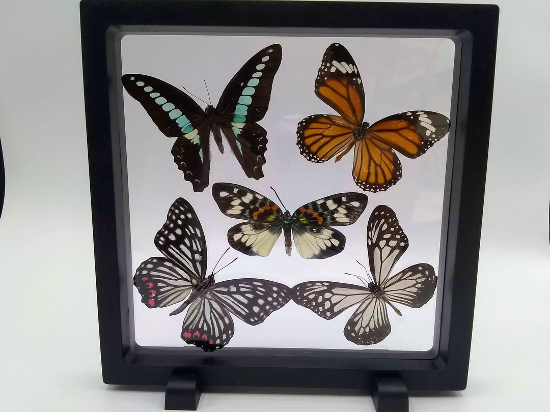Real Butterflies in 3D Frame Butterfly Art Nature Decor Whimsy Boho ...