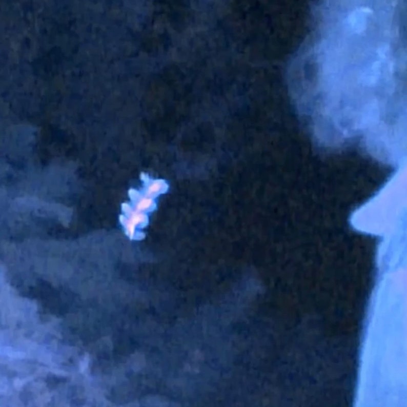 Sky Fish Air Rod Cryptid Ufo Sticker - Etsy UK