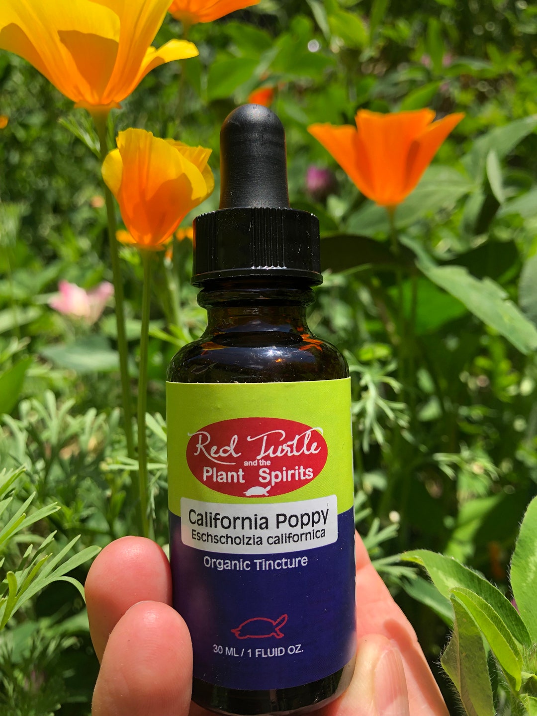 California Poppy Tincture, Organic (eschscholzia Californica) - Etsy