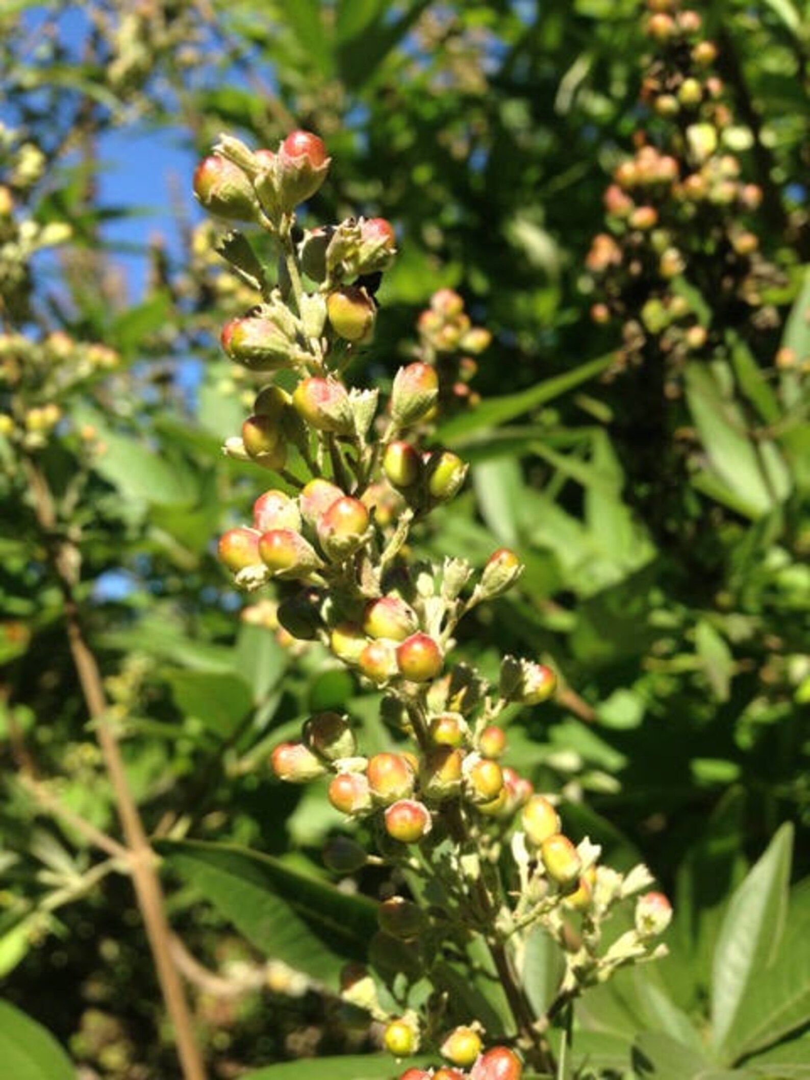 Chaste Tree Berry Tincture (vitex Agnus Castus), Organic. - Etsy
