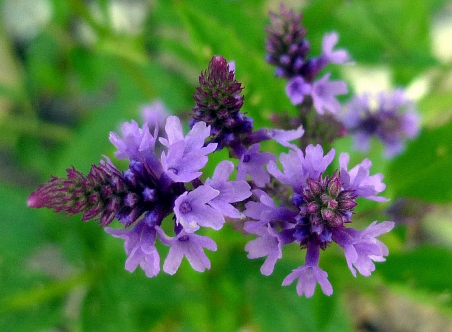 Blue Vervain Tincture, Organic (verbena Hastata) - Etsy