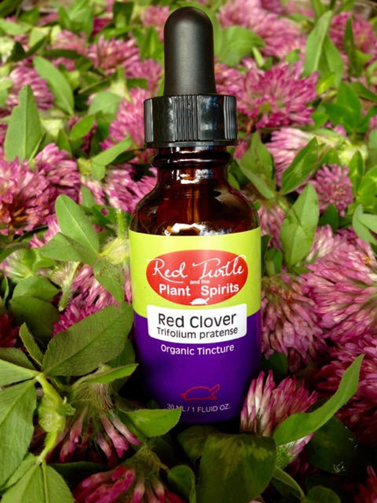 Red Clover Tincture, Organic, (trifolium Pratense) 1 Fl.oz. - Etsy