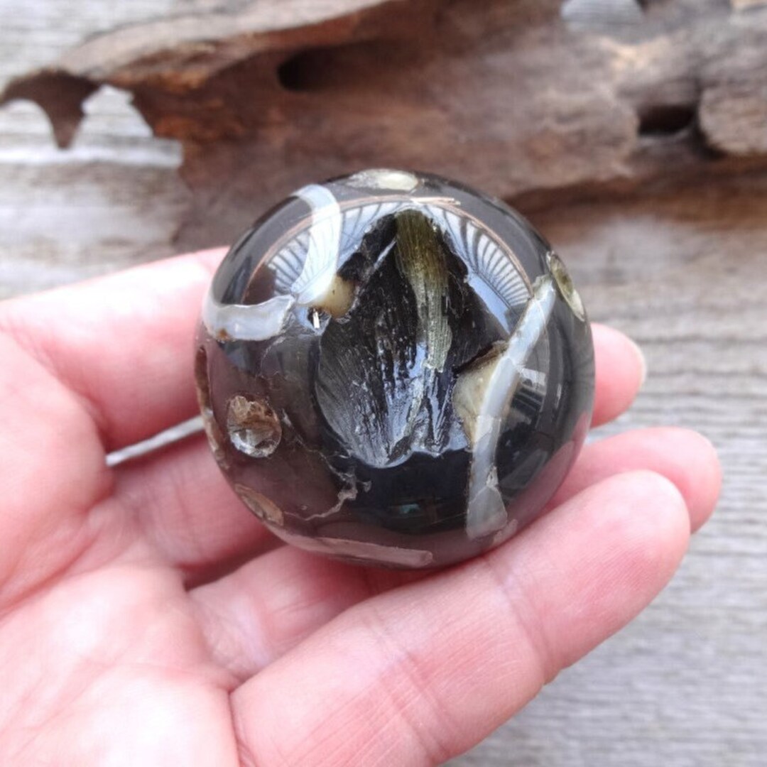 Pyritized Ammonite Fossil Coquina Snail Sphere 45mm, Collectible ...