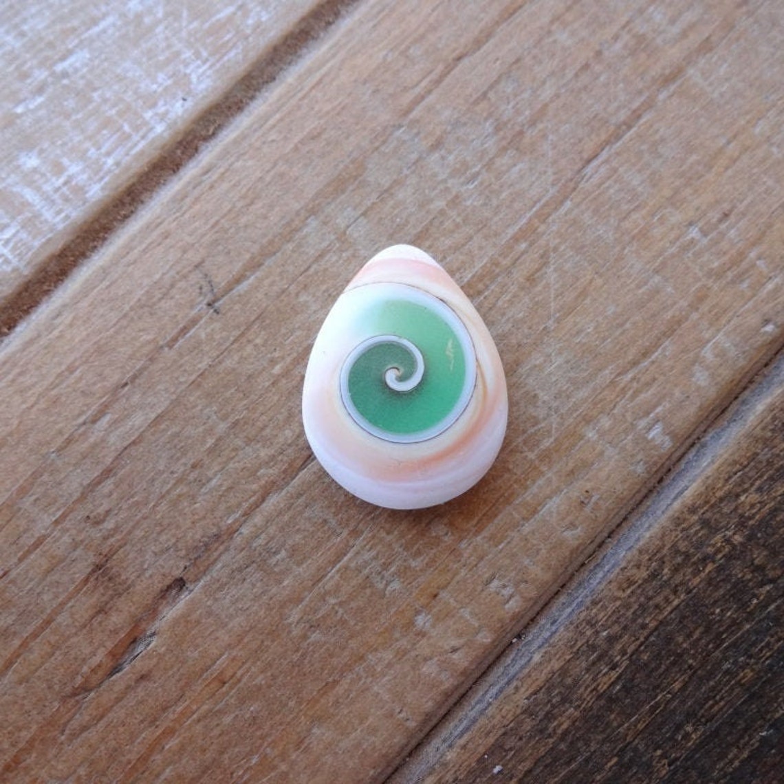 Green Shiva Eye Fossil Snail cabochon 25x19mm | Etsy