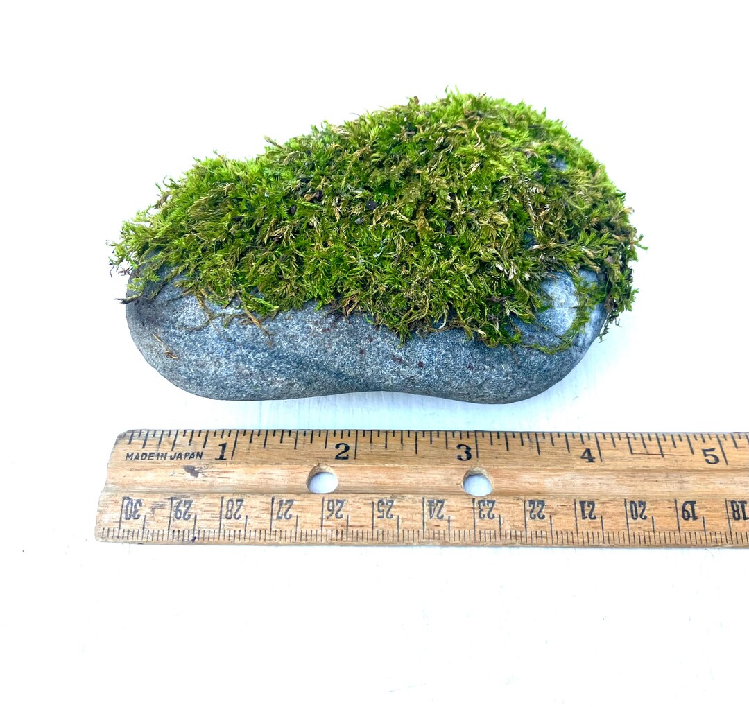14.5 Oz Live Moss Rock Living Moss Covered River Rock for Terrarium ...