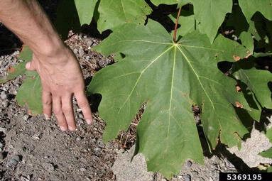 25 Count Bigleaf Maple Tree Seeds ( Acer Macrophyllum ) Organic ...