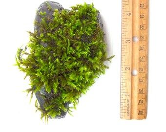 Terrarium River | Etsy