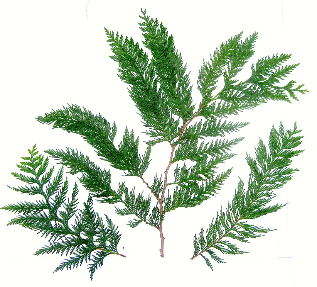 1.5 Lbs Fresh Western Red Cedar Boughs (wreaths, Holiday Greens, Red ...