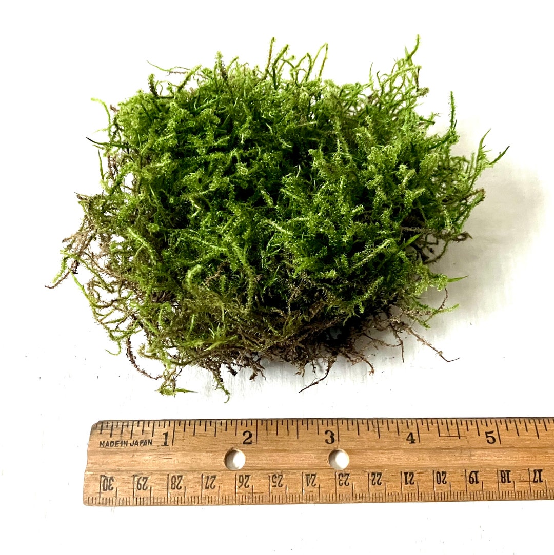 Living Moss Clump for Terrarium Vivarium Fairy Garden Plant Natural ...