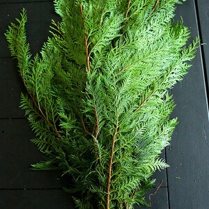 1 Lb of Fresh Western Red Cedar Boughs (wreaths, Holiday Greens, Red ...