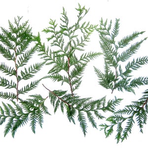 1 Lb of Fresh Western Red Cedar Boughs (wreaths, Holiday Greens, Red ...