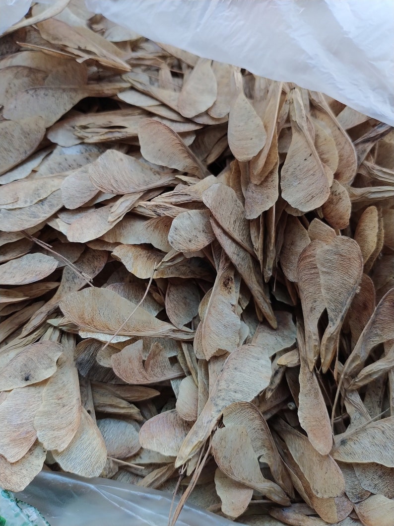 25 Count Bigleaf Maple Tree Seeds Acer Macrophyllum | Etsy