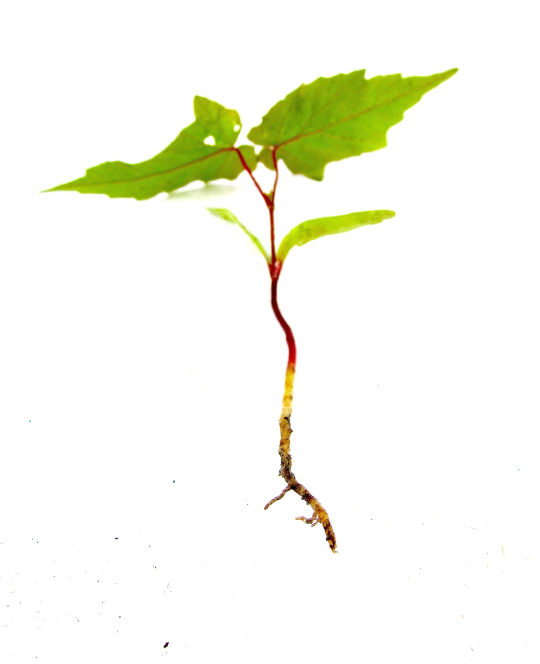25 Bigleaf Maple Seedlings 37 Baby Maple Trees Acer Macrophyllum ...