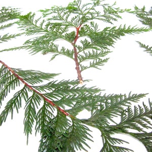 1 Lb of Fresh Western Red Cedar Boughs (wreaths, Holiday Greens, Red ...