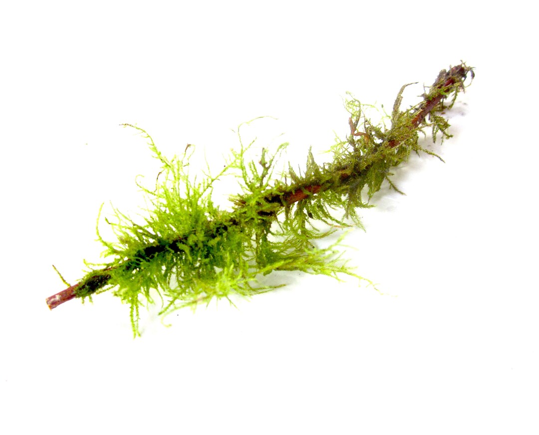 5"-6" Living Moss Covered Twig Stick for Terrarium Vivarium Fairy ...