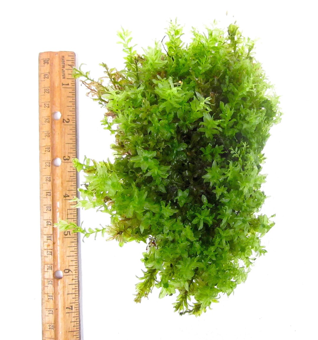 4" - 6" Living Plagiomnium Moss Clump for Terrarium and Fairy Garden ...