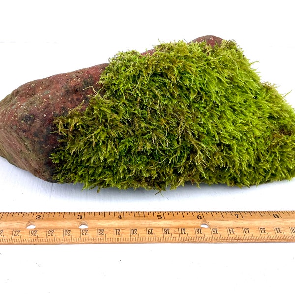Moss Rock - Etsy