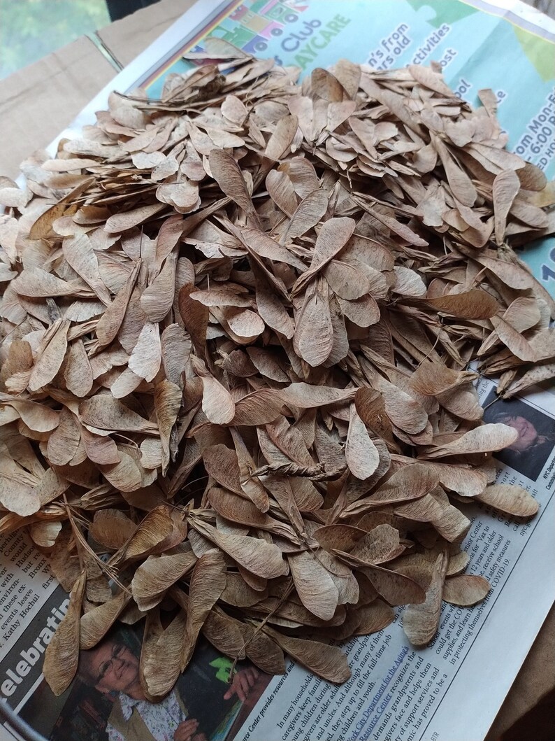 25 Count Bigleaf Maple Tree Seeds Acer Macrophyllum | Etsy