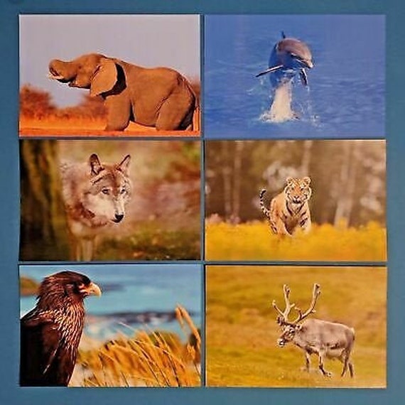 Set of 18 NEW Animal Wildlife Postcards Wild Animals - Etsy