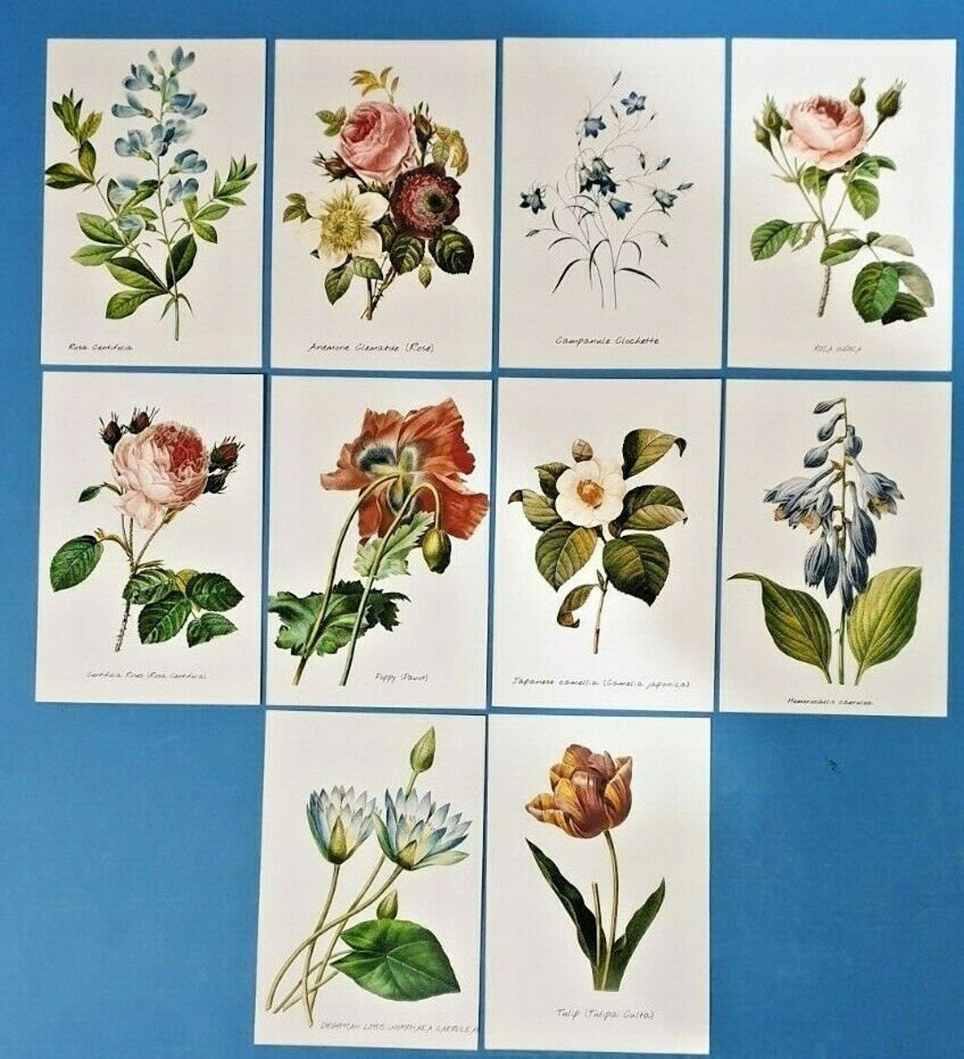 Set of 10 NEW Flowers Postcards (set 2) for Postcrossing ...