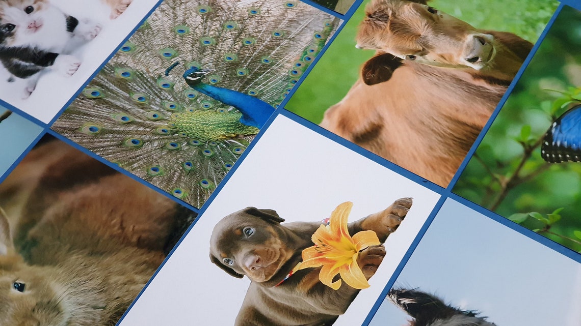 Set of 10 NEW Animal Postcards Great for Postcrossing & | Etsy