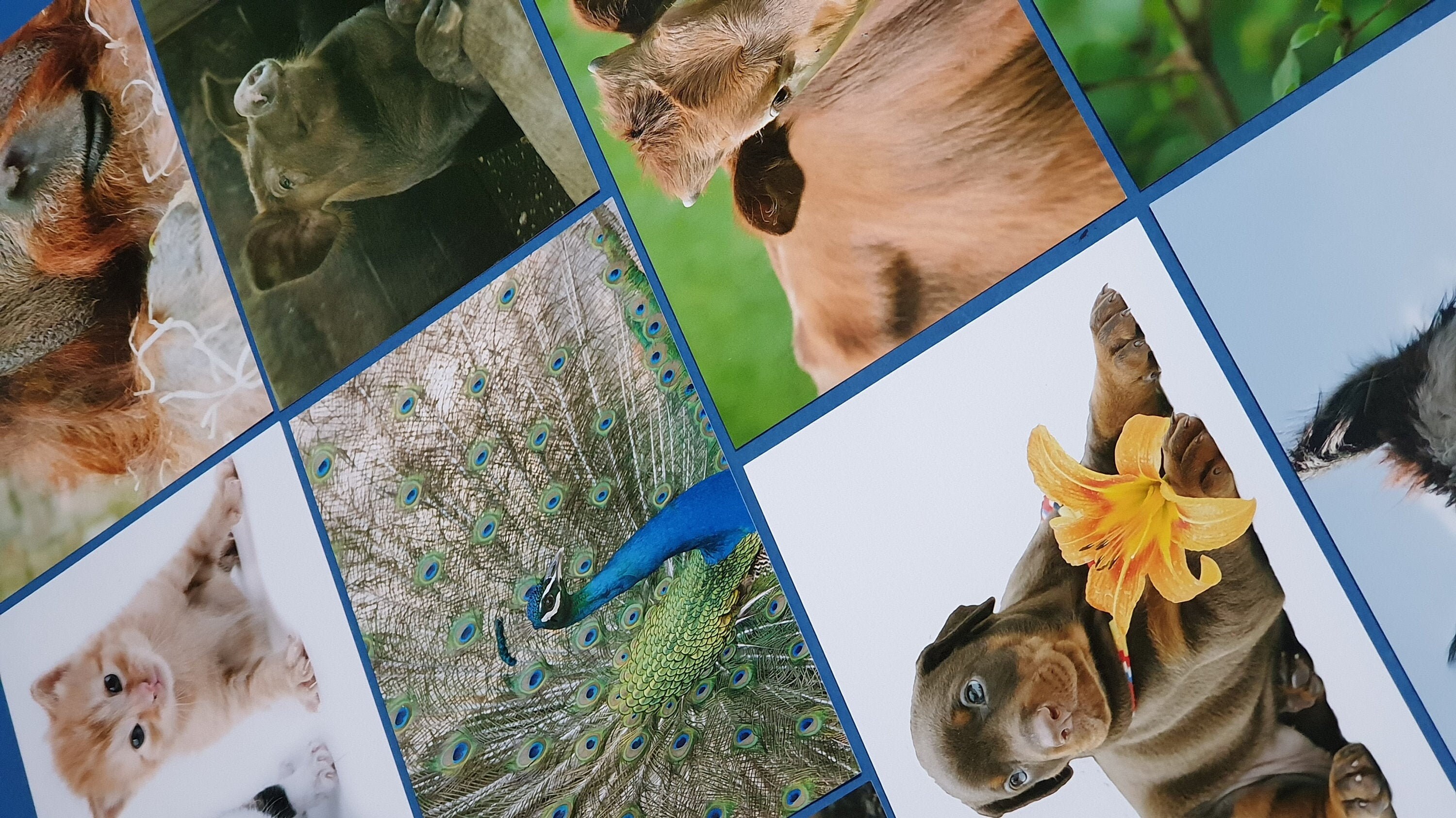 Set of 10 NEW Animal Postcards Great for Postcrossing & - Etsy UK