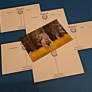 Set of 18 NEW Animal Wildlife Postcards, Wild Animals Postcrossing + 2 ...