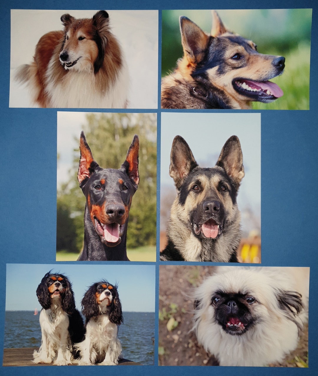 Set of 6 NEW Animal Postcards, Dogs 50L - Etsy