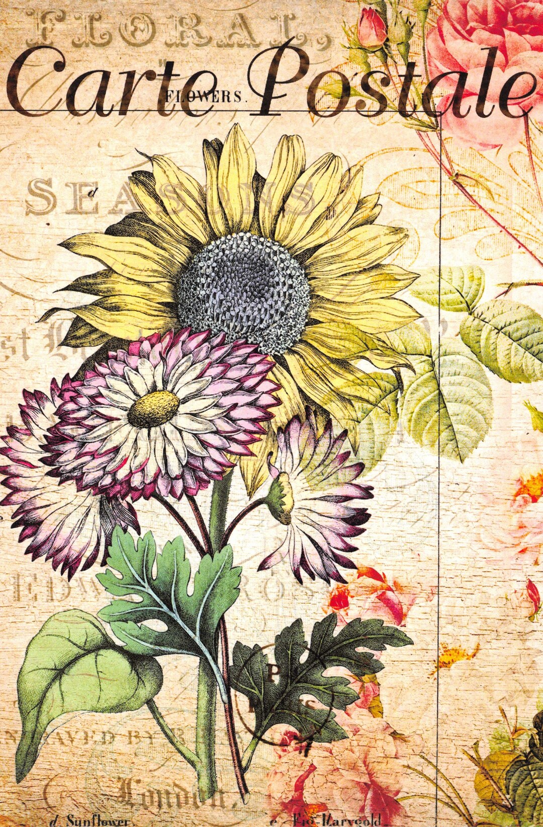 Postcard French Vintage Shabby Chic Style, Flowers, Sunflower, Floral ...