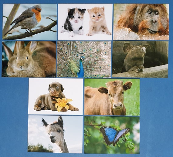 Set of 10 NEW Animal Postcards Great for Postcrossing & - Etsy