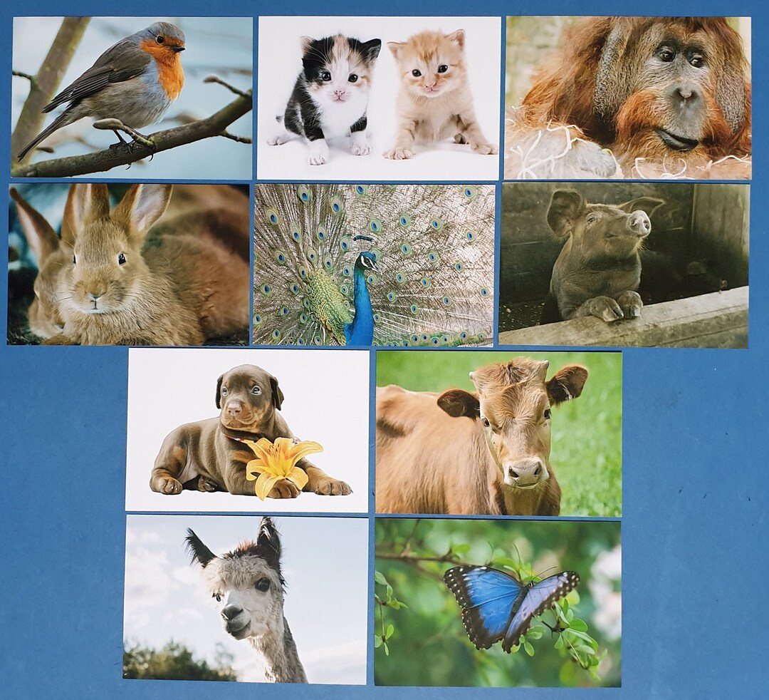 Set of 10 NEW Animal Postcards Great for Postcrossing ...