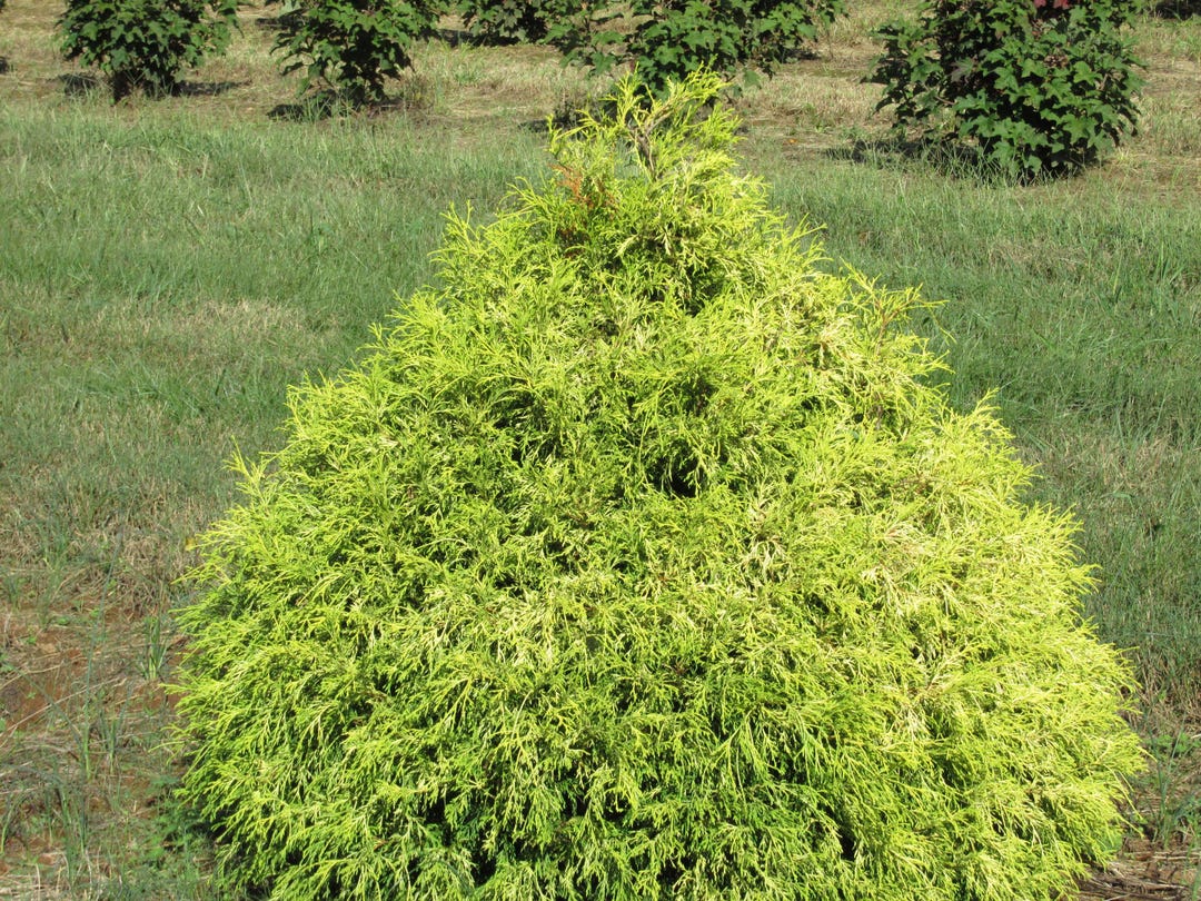 Lemon Thread Cypress - Vibrant Yellow Evergreen (1 Gallon Pot) - Etsy