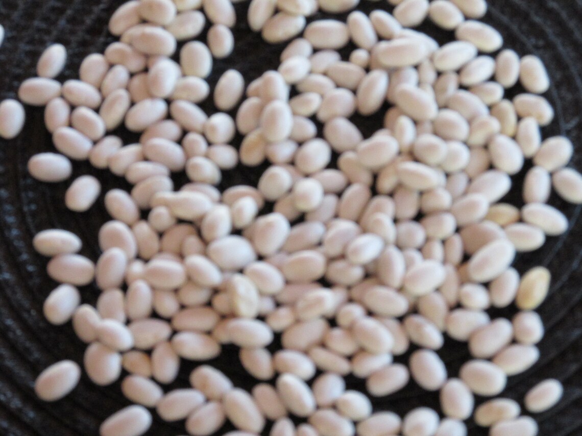 WHITE HALF RUNNER Green Bean - Heirloom - Old Time Southern Favorite ...