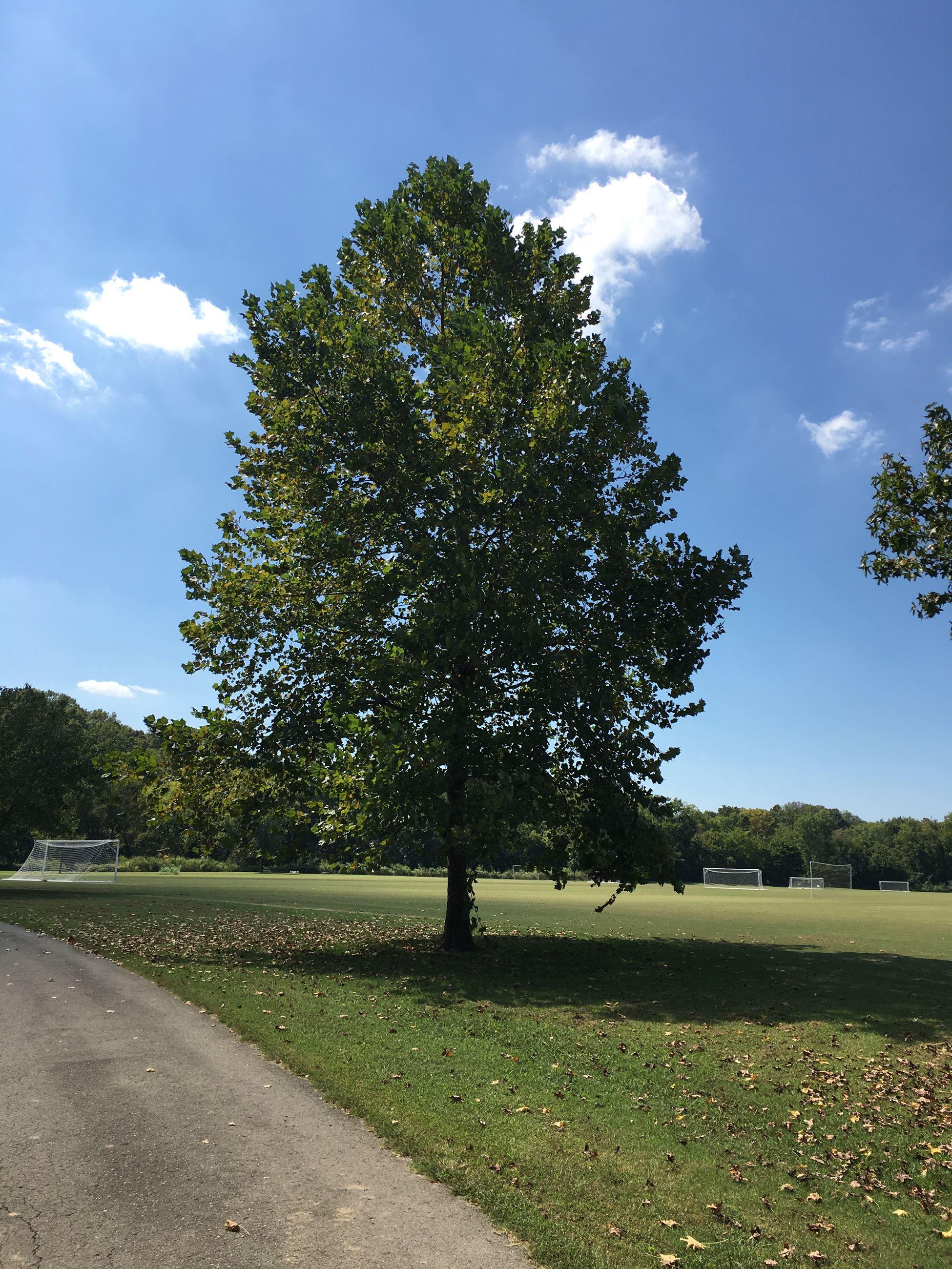 American Sycamore Tree - 18 - 24" Tall - Grown in a 3.5" Pot - Etsy