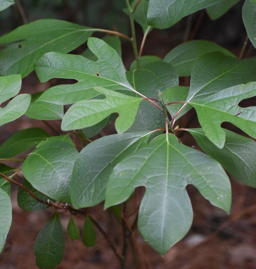 Sassafras Tree - 20 - 30" Tall - Grown in a Trade 1 Gallon - Etsy