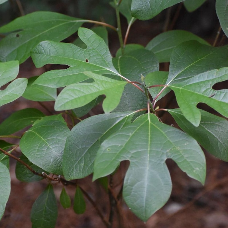 Tree Saplings Live - Etsy