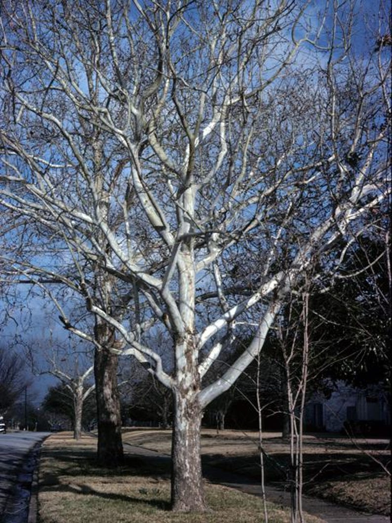 American Sycamore Tree - 18 - 24" Tall - Grown in a 3.5" Pot - Etsy