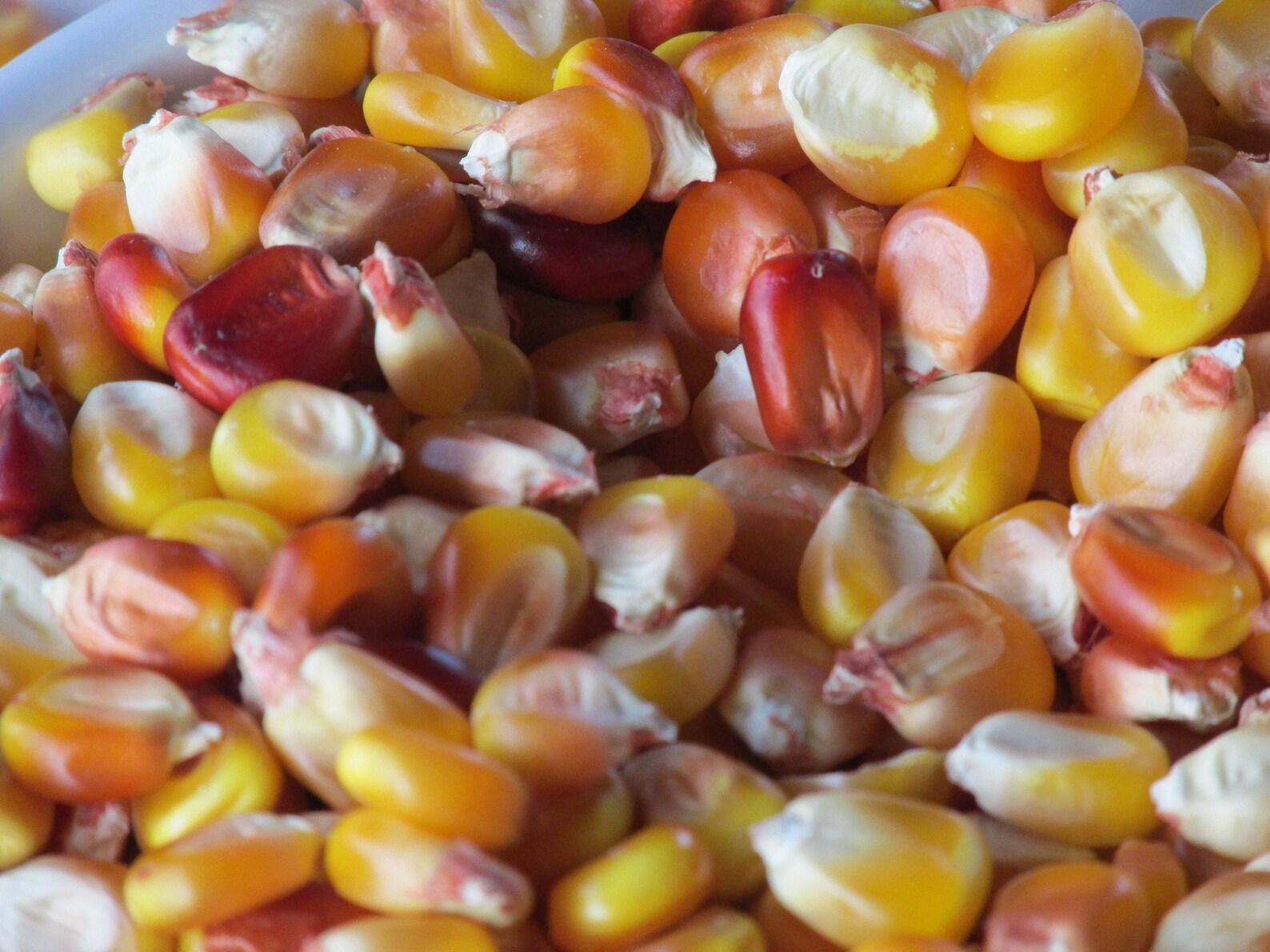 WAPSIE VALLEY CORN Heirloom, Open Pollinated Corn 75 Seeds/pkt. - Etsy