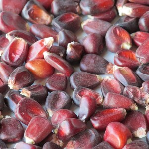 JIMMY RED HEIRLOOM Corn - Pkt. 100 Seeds - Etsy