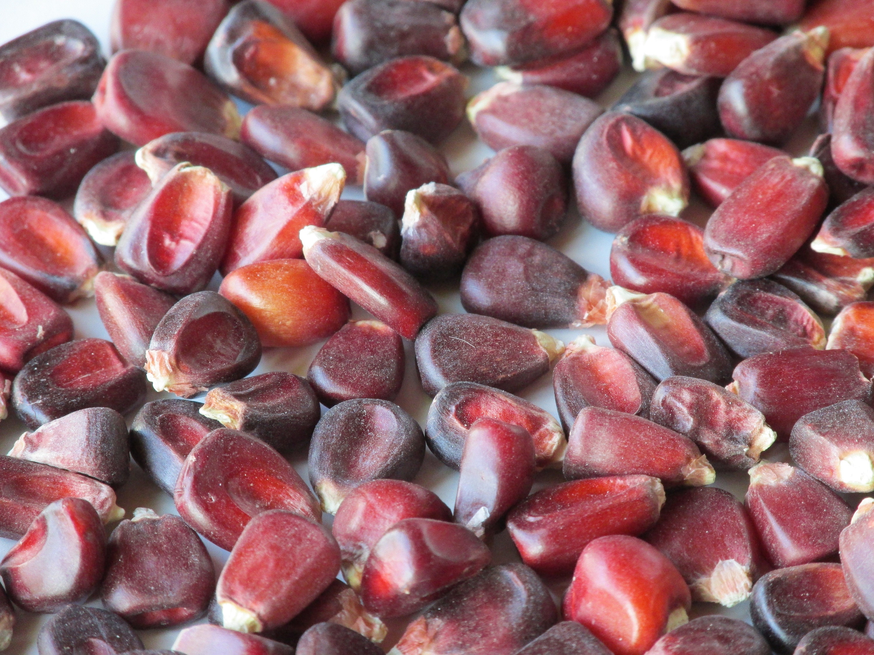 JIMMY RED HEIRLOOM Corn - Pkt. 100 Seeds - Etsy